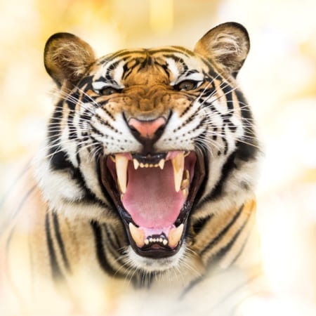 Autogenic Training – could it help banish the stress tiger? Autogenic ...